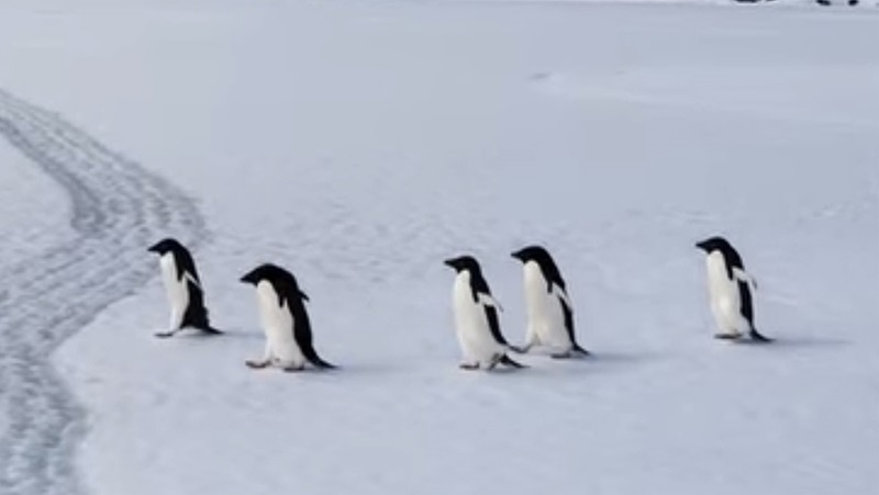 Penguins: Studying the World's Ocean Sentinels | The Pew Charitable Trusts