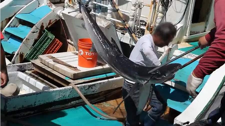 Shark Crimes: How DNA Helps Fight Fin Trade | The Pew Charitable Trusts