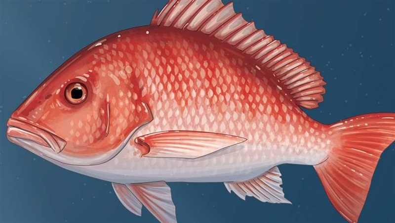 Gulf of Mexico Red Snapper May Be Headed for Deep Trouble | The Pew ...