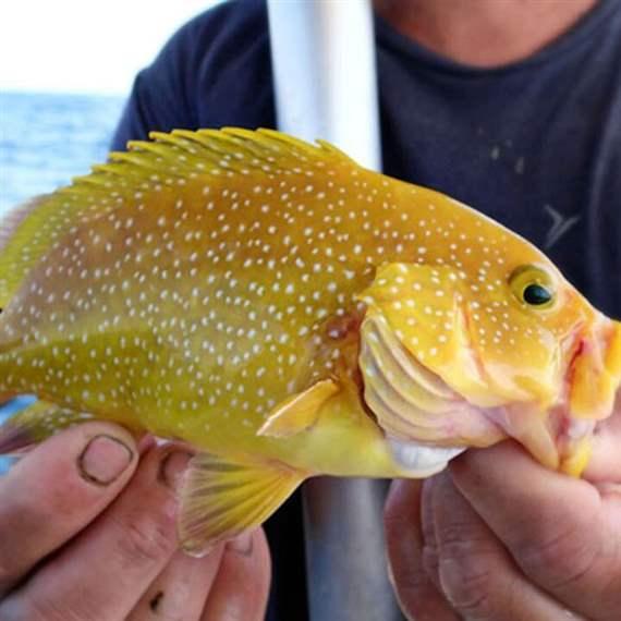 Latest U.S. Fisheries Management Bill Is Groundhog Day All Over Again ...