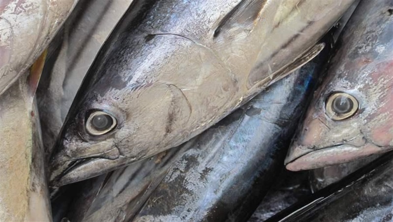 Netting Billions: A Global Valuation of Tuna | The Pew Charitable Trusts