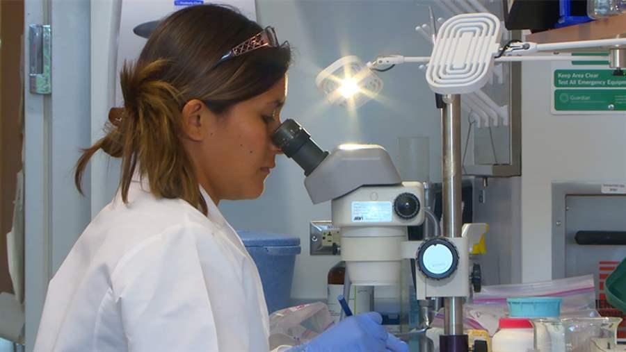 Biomedical Programs Bolster Promising Early-Career Scientists | The Pew ...