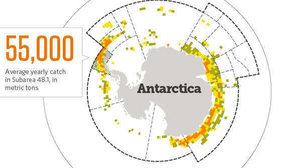 Scientists Meet to Advance Antarctic Krill and Ecosystem Protections ...