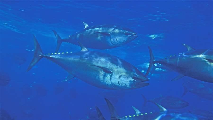 Bringing Bluefin Back | The Pew Charitable Trusts