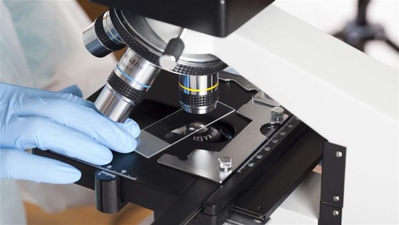 Plant Based Birth Control Mechanism Uncovered by Pew Biomedical Scholar ...