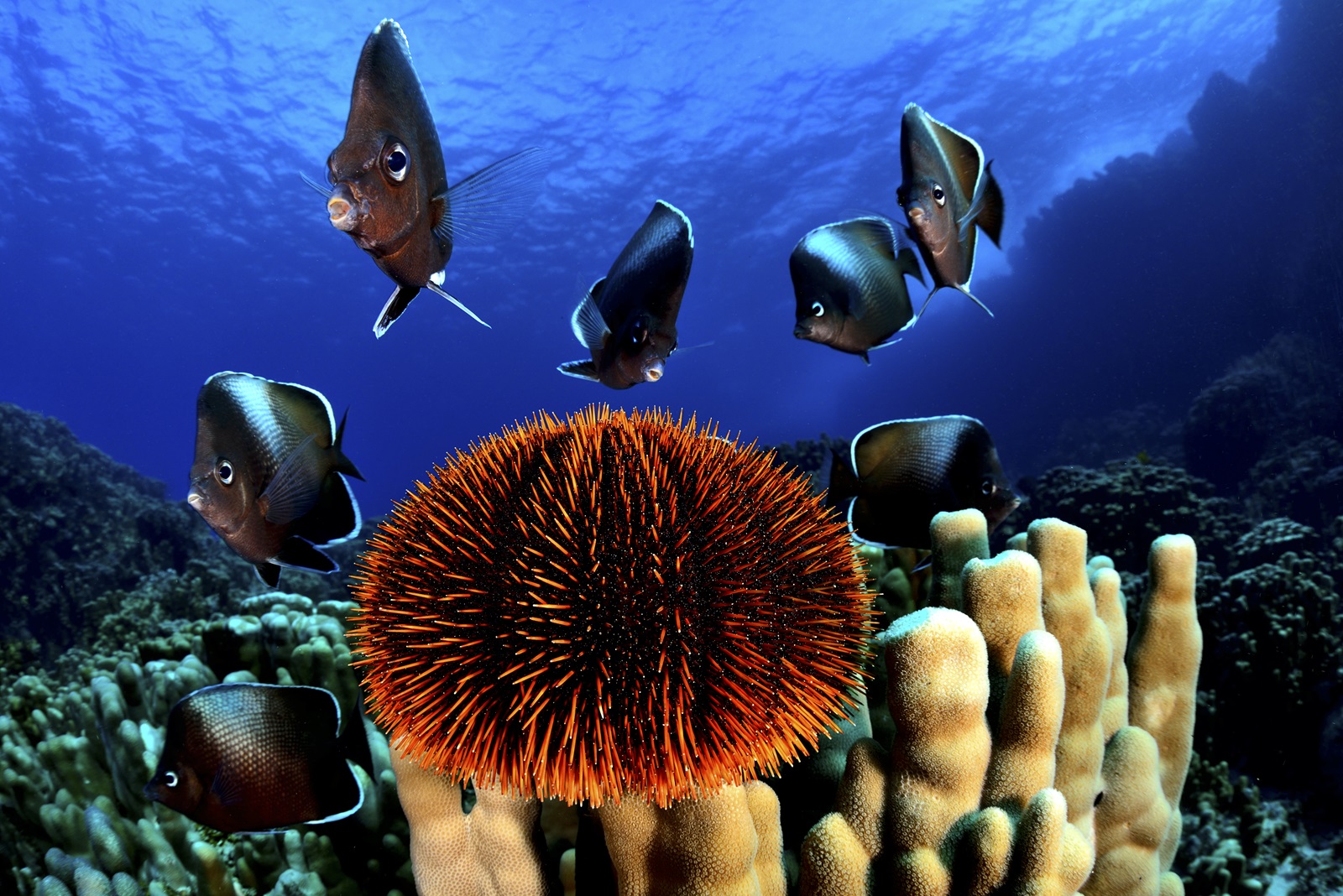 Study Shows Benefits Extend Beyond Sea Life to Communities on Land ...
