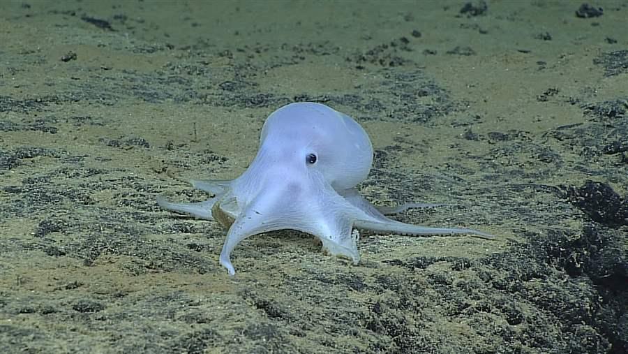 Photos: Hidden Creatures of the Ocean Deep | The Pew Charitable Trusts