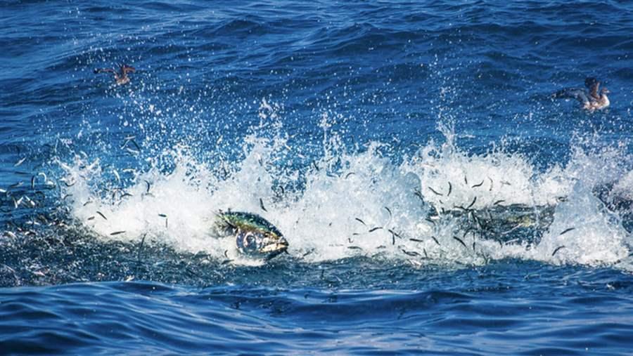 Bringing Bluefin Back | The Pew Charitable Trusts
