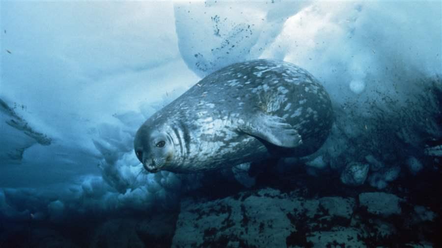 Protection for the Antarctic Peninsula Region | The Pew Charitable Trusts