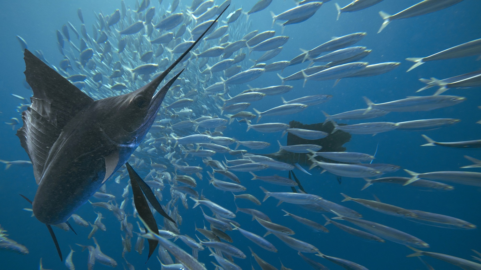 Mid-Atlantic Forage Fish | The Pew Charitable Trusts