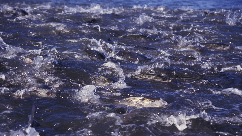 Mid-Atlantic Forage Fish | The Pew Charitable Trusts