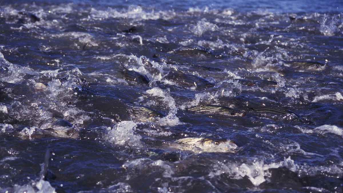 Mid-Atlantic Forage Fish | The Pew Charitable Trusts