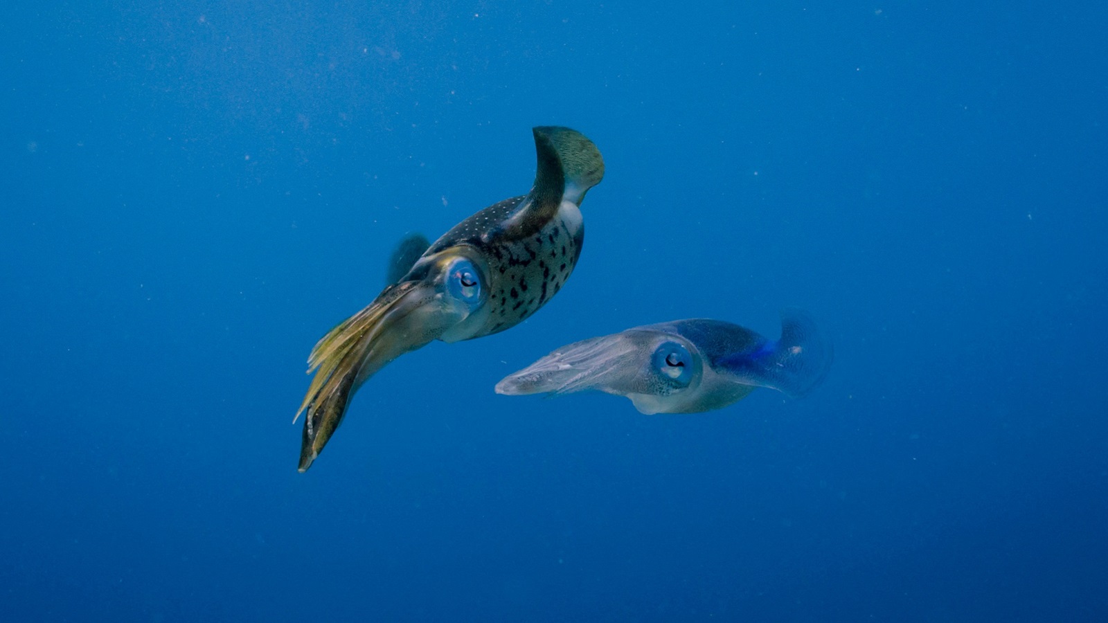 Mid-Atlantic Forage Fish | The Pew Charitable Trusts