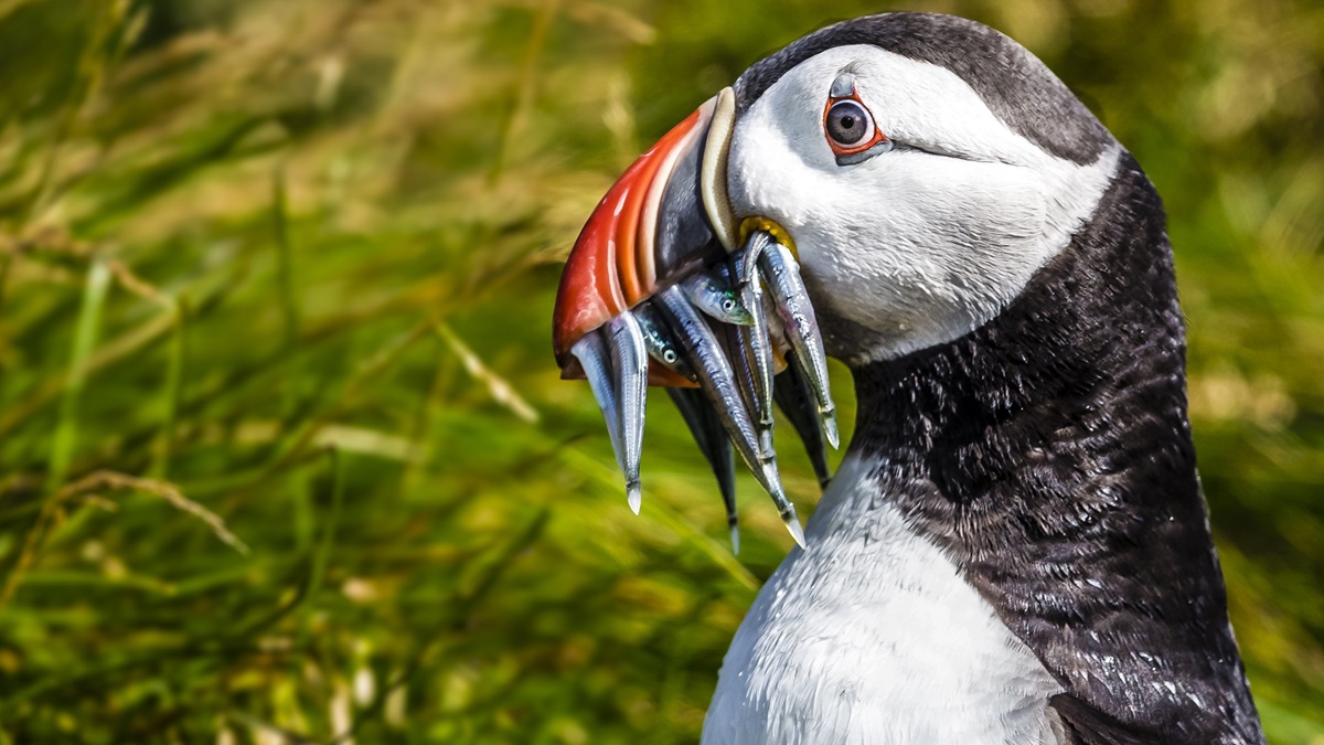 Mid-Atlantic Forage Fish | The Pew Charitable Trusts