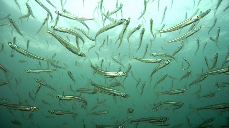 Mid-Atlantic Forage Fish | The Pew Charitable Trusts