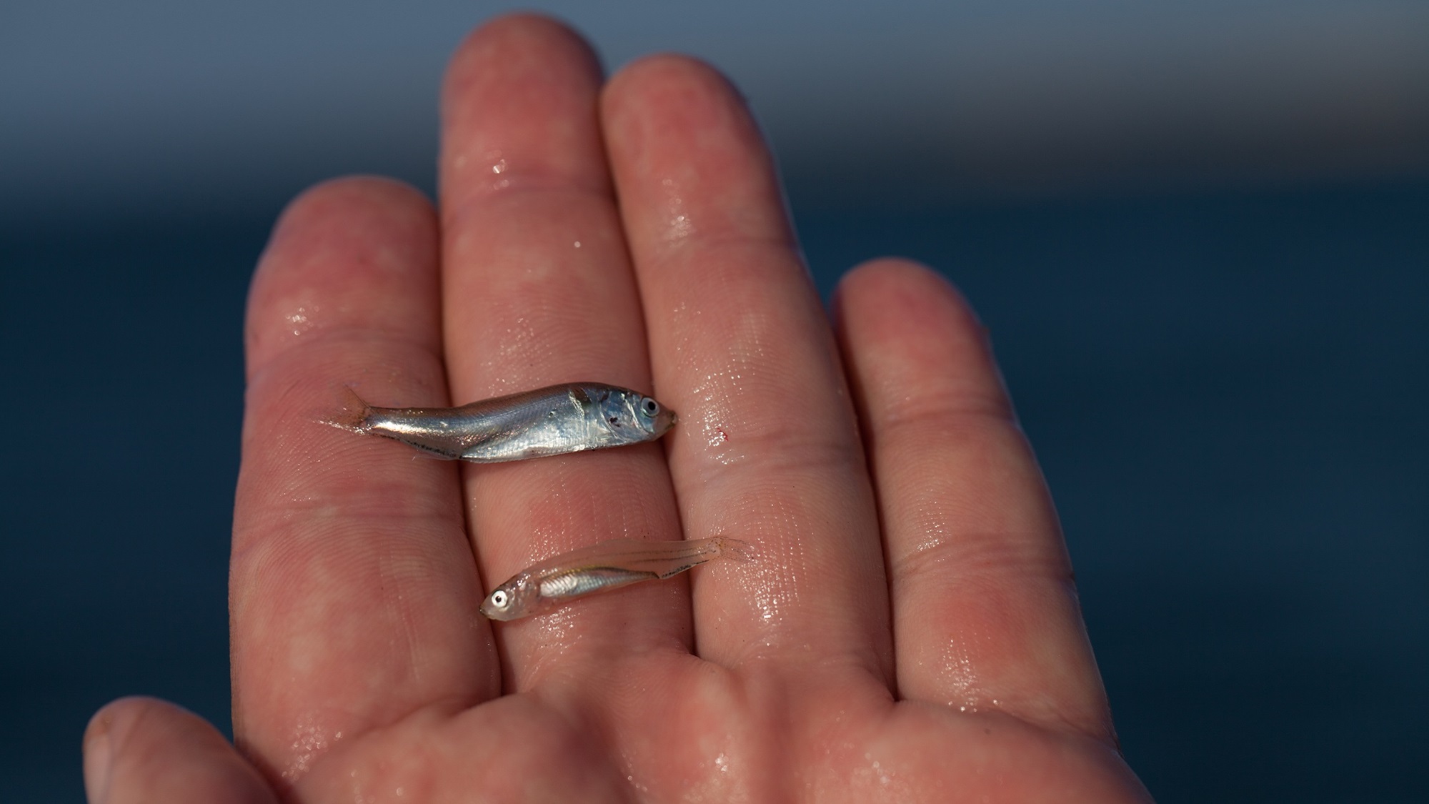 Mid-Atlantic Forage Fish | The Pew Charitable Trusts