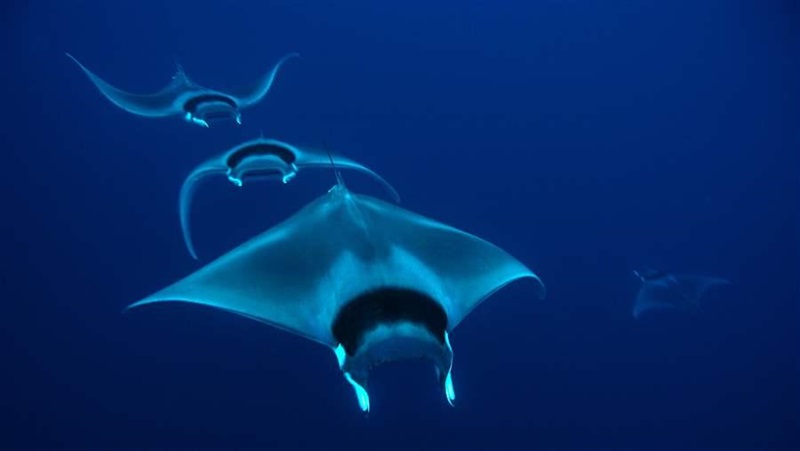 Philippines Sees Value in Conserving Sharks and Rays | The Pew ...