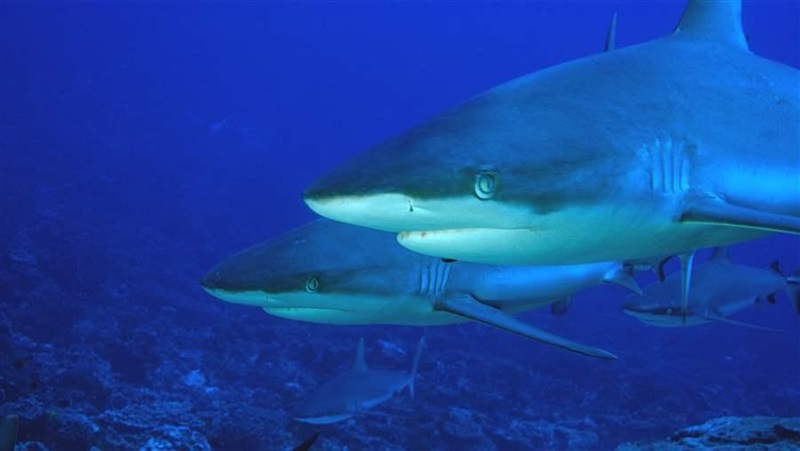 Sampling Ocean Waters for Species' DNA Shows Promise in Ecosystem ...