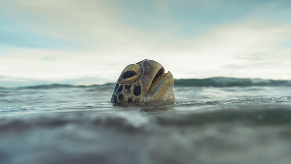5 Surprising Stats Show Why High Seas Need Protection | The Pew ...