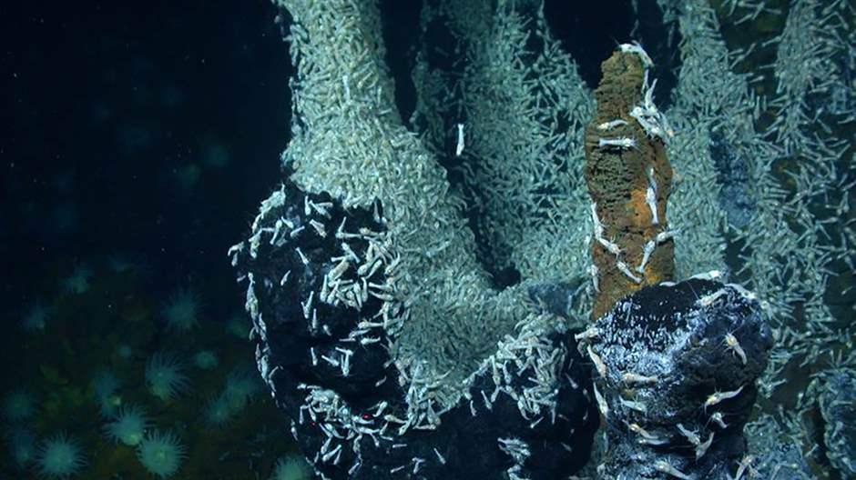 Deep-Sea Mining Regulations Remain Far From Complete | The Pew ...