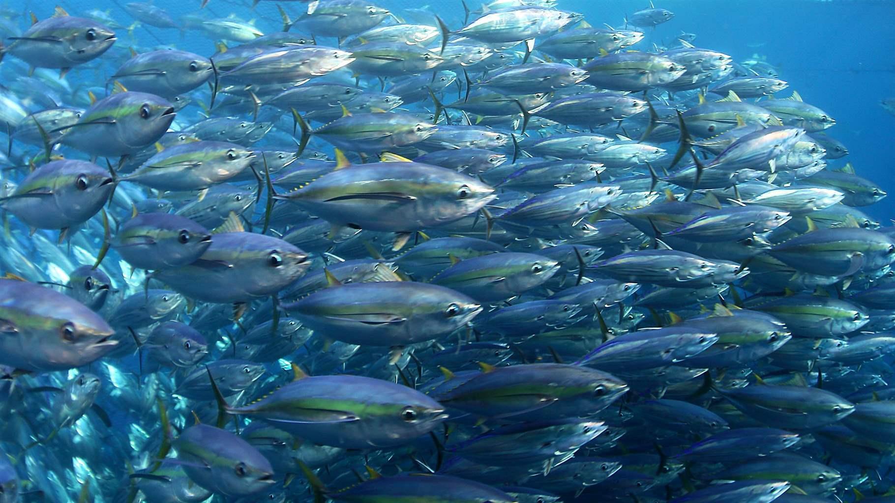 Global Tuna Conservation | The Pew Charitable Trusts