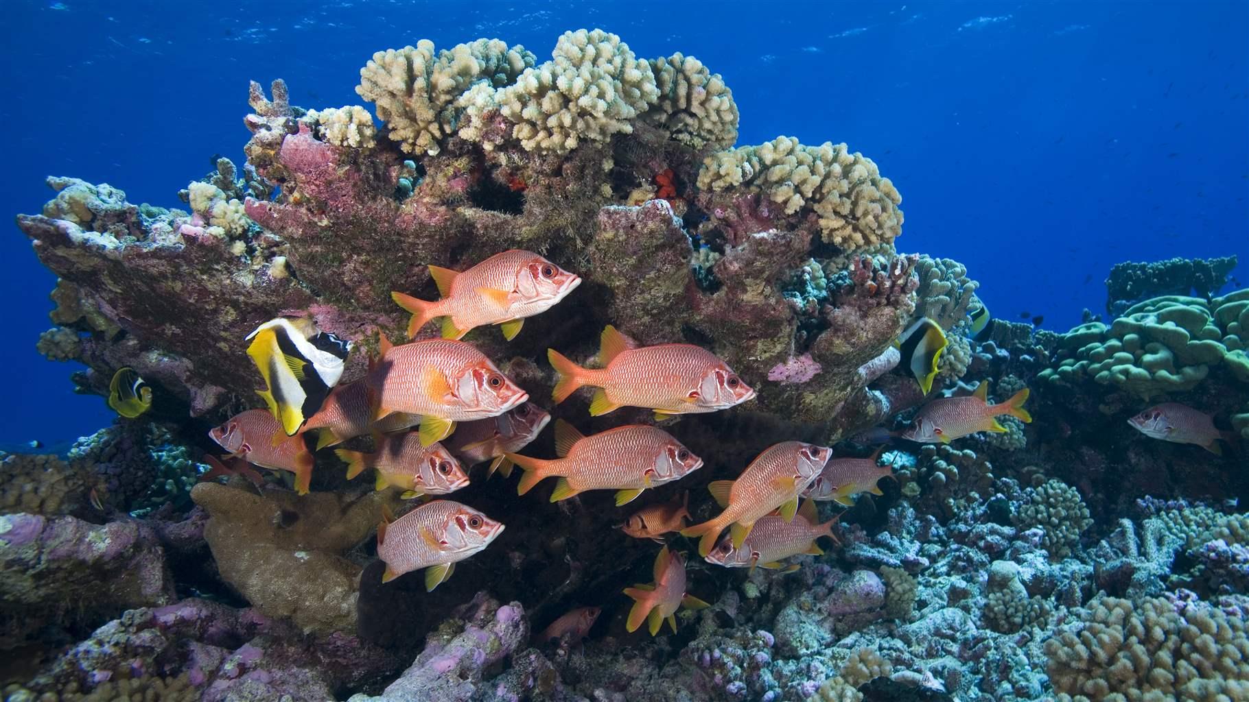 With New Take on Tradition, French Polynesians Work to Save Their Ocean ...