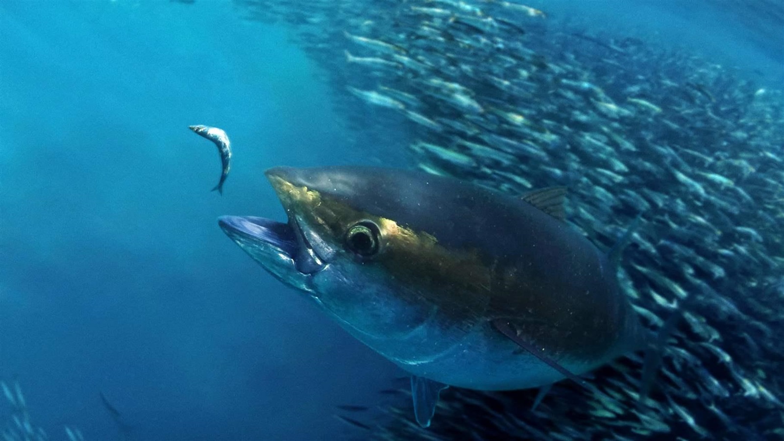 Global Tuna Conservation | The Pew Charitable Trusts