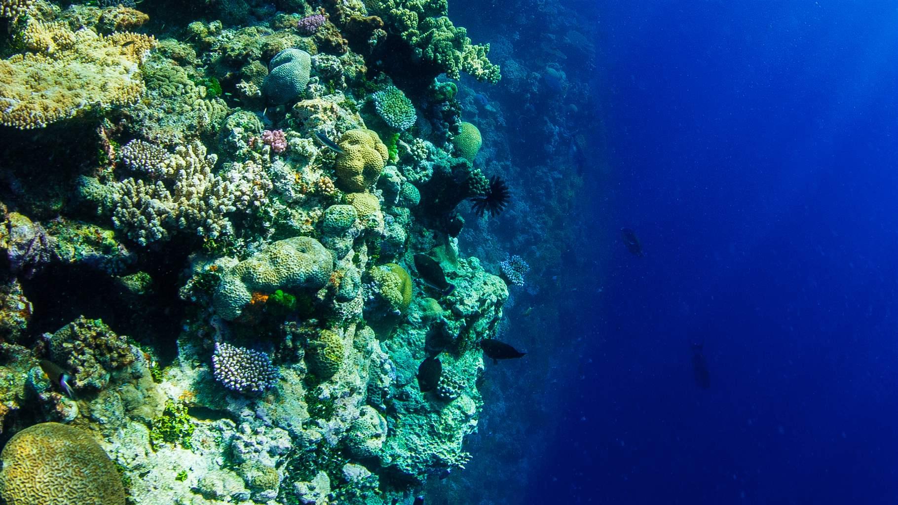 Worth Protecting: See the Vibrant Marine Life of New Caledonia’s Coral ...