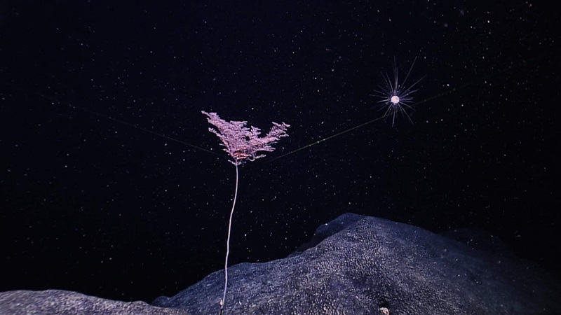 The Western Pacific Ocean | The Pew Charitable Trusts