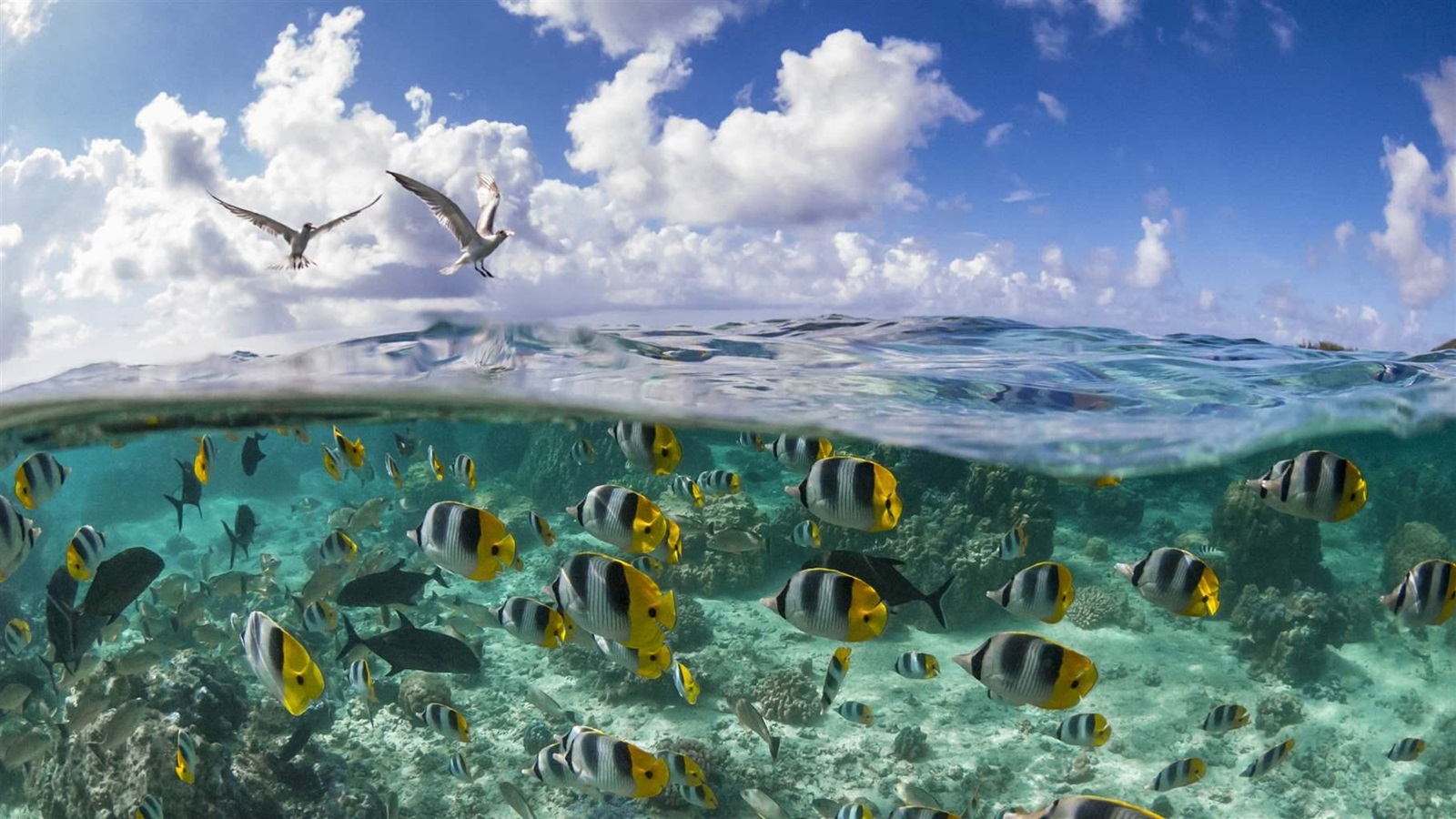 Creating the First Generation of Great Parks in the Sea | The Pew ...