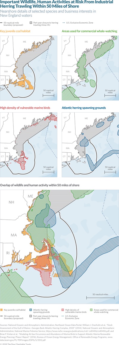 Atlantic Herring Deserve Protection Along New England’s Coast | The Pew ...