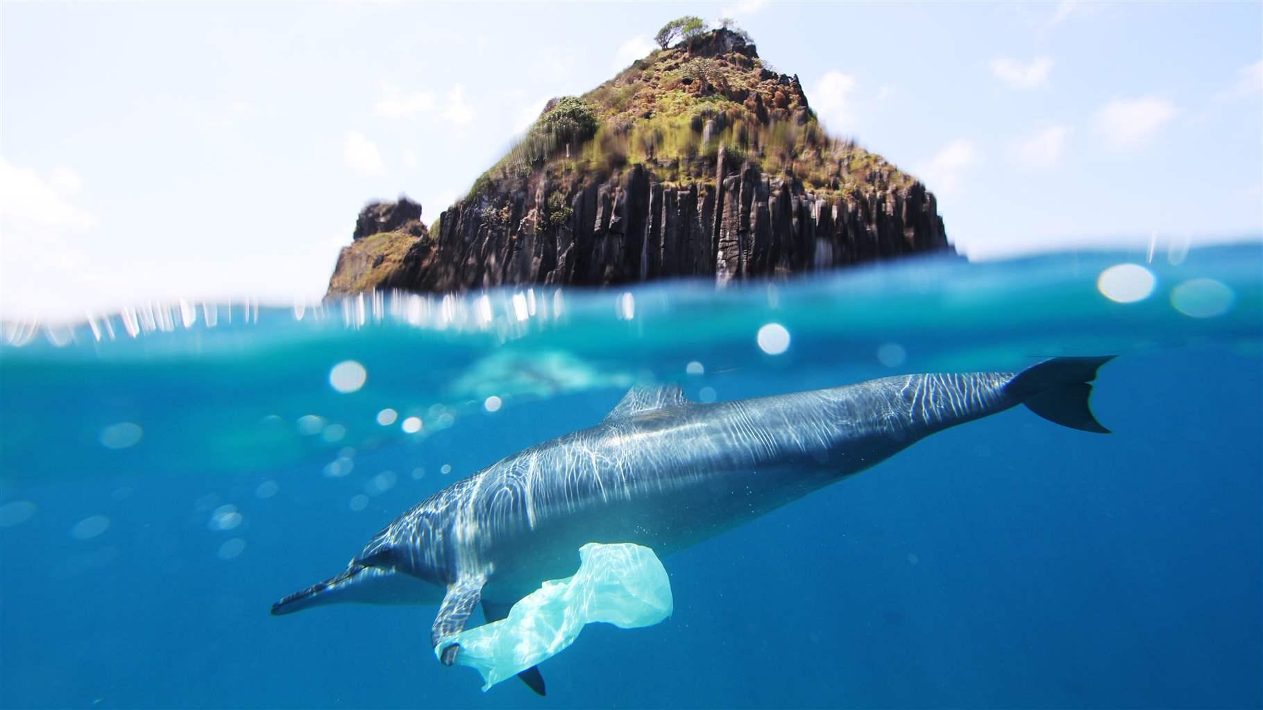 Plastic Pollution Affects Sea Life Throughout the Ocean | The Pew ...