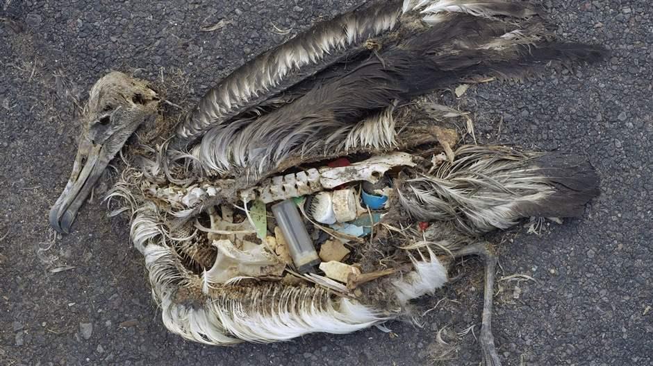 animals affected by plastic pollution