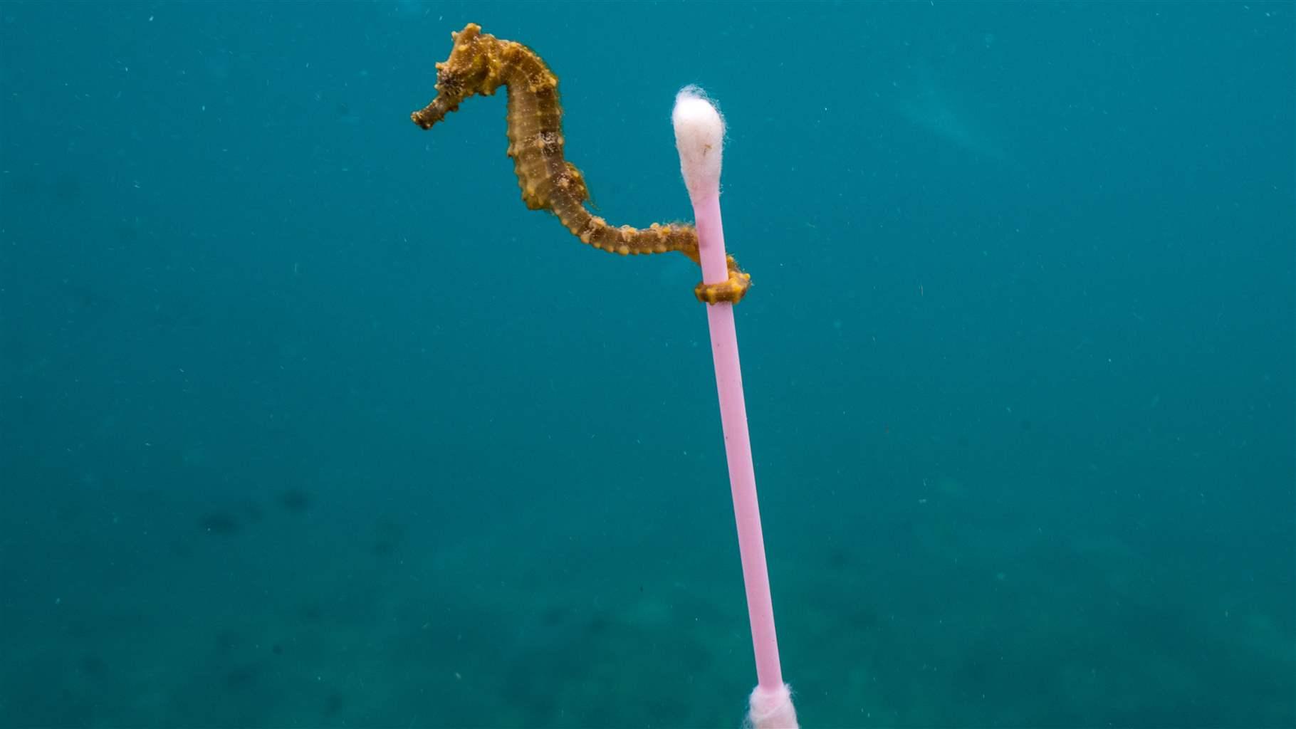 ocean pollution animals