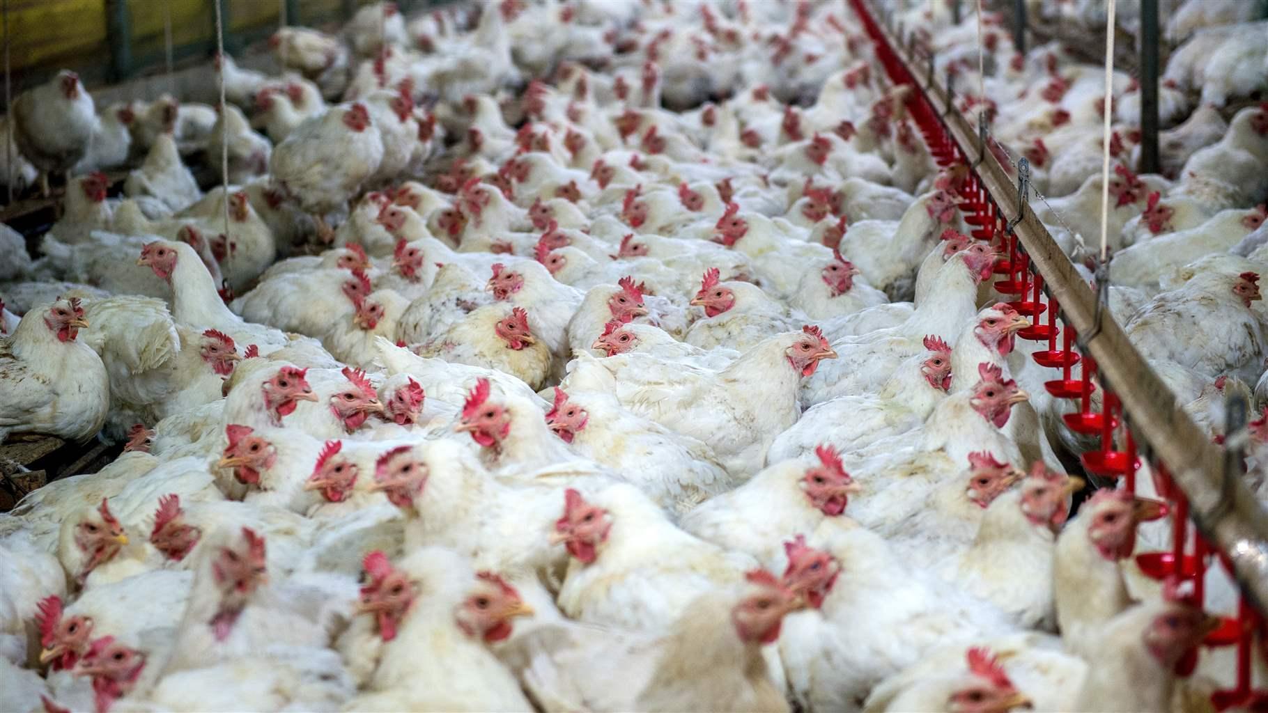 To Reduce Salmonella Contamination in Chicken, Target the Problem on ...
