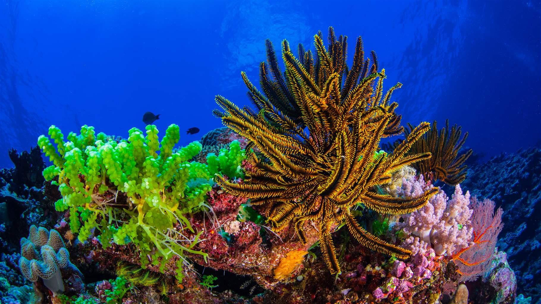 New Caledonia Commits to Protecting More of Its Coral Sea Natural Park ...