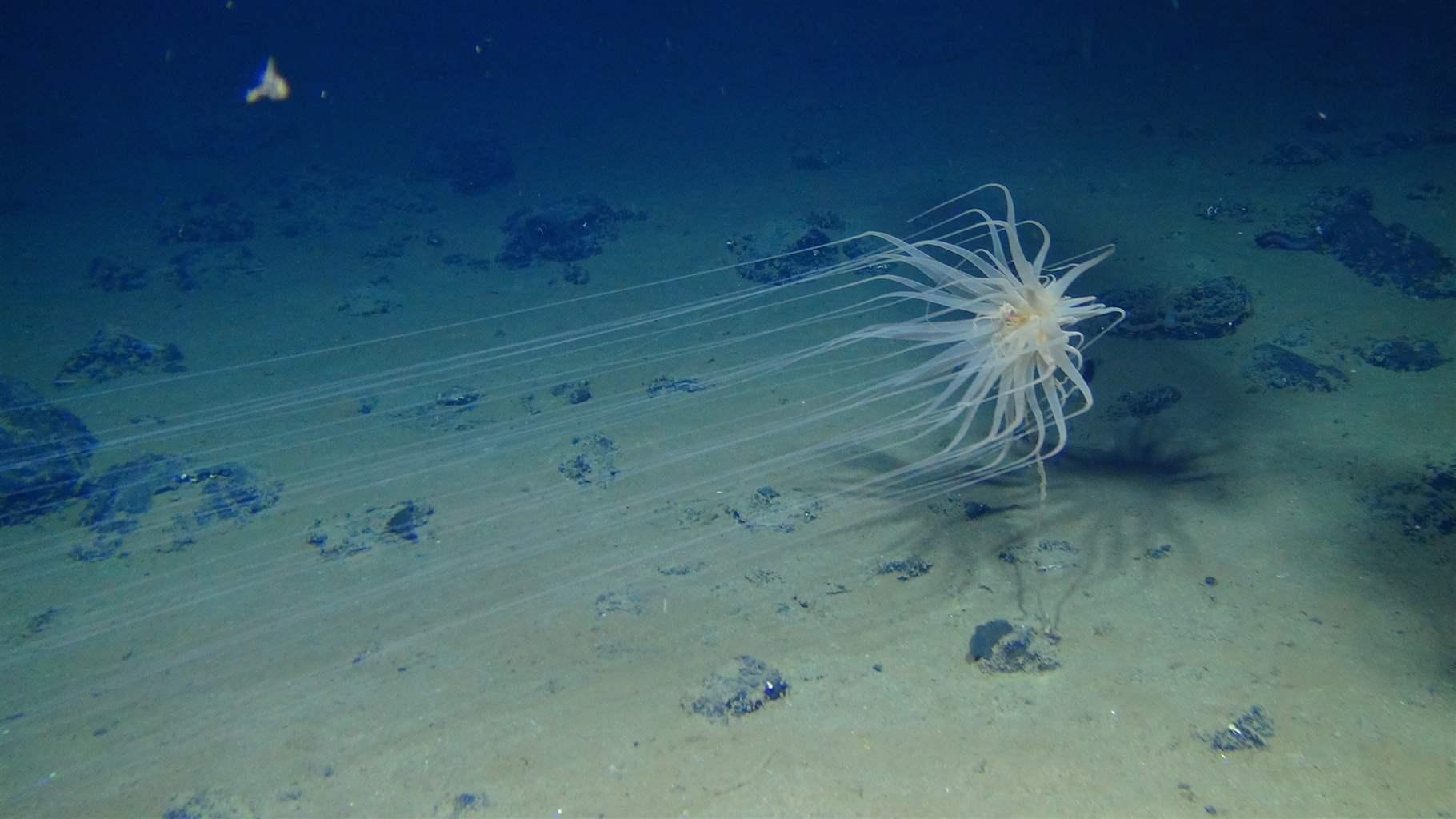 How to Protect the Deep Sea | The Pew Charitable Trusts