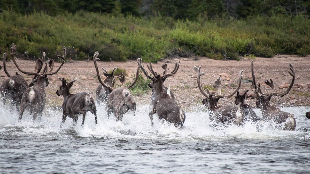 Sustaining Caribou Means Conserving Canada’s Boreal Forest | The Pew ...