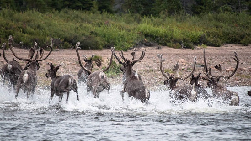 Sustaining Caribou Means Conserving Canada’s Boreal Forest | The Pew ...