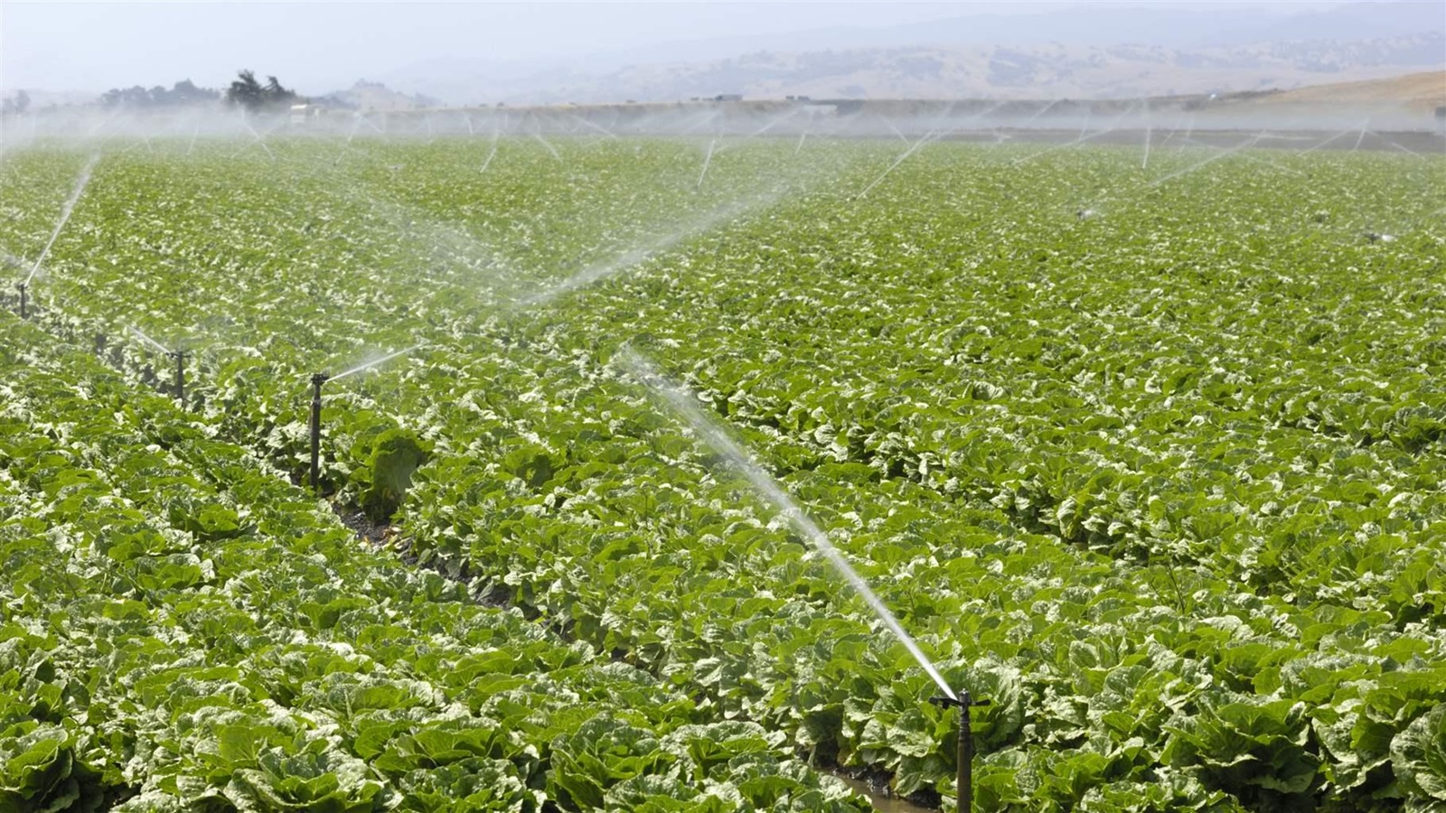 Romaine Lettuce Contamination Reinforces Need for Agricultural Water ...