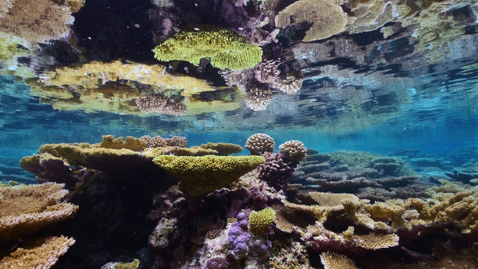 How Much Do You Know About the United States Pacific Remote Islands ...