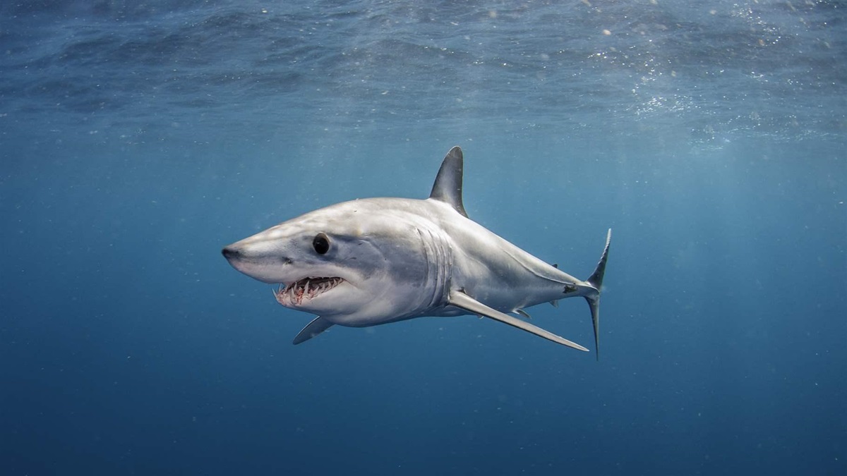 Record Number of Countries Sign On to Protect Sharks and Rays | The Pew ...
