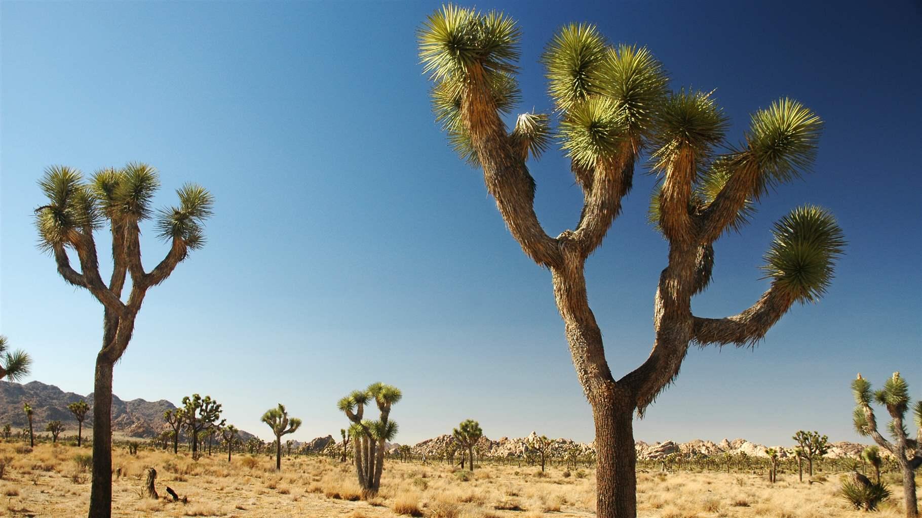 The Antiquities Act and America's National Monuments | The Pew ...