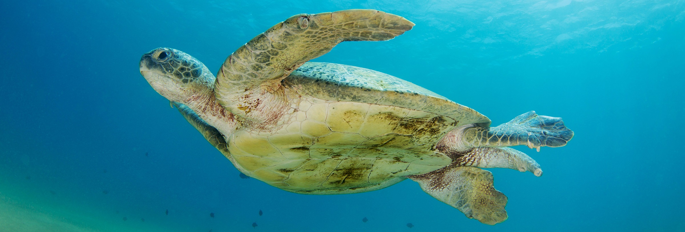 Ascension Island | The Pew Charitable Trusts