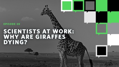 Scientists at Work: Why Are Giraffes Dying? | The Pew Charitable Trusts