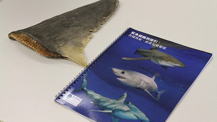 How Shark Science Led to a Breakthrough in Trade Regulations | The Pew ...