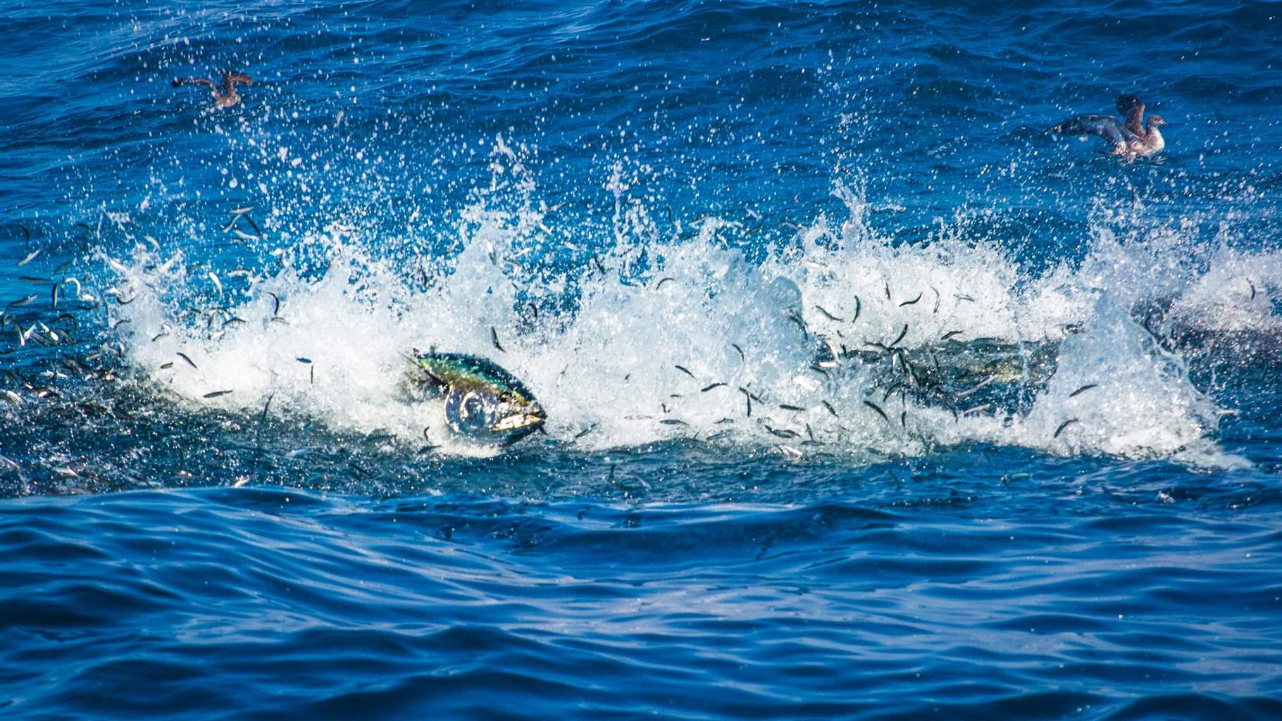 On World Tuna Day, It’s Time to Start Fishing Sustainably | The Pew ...
