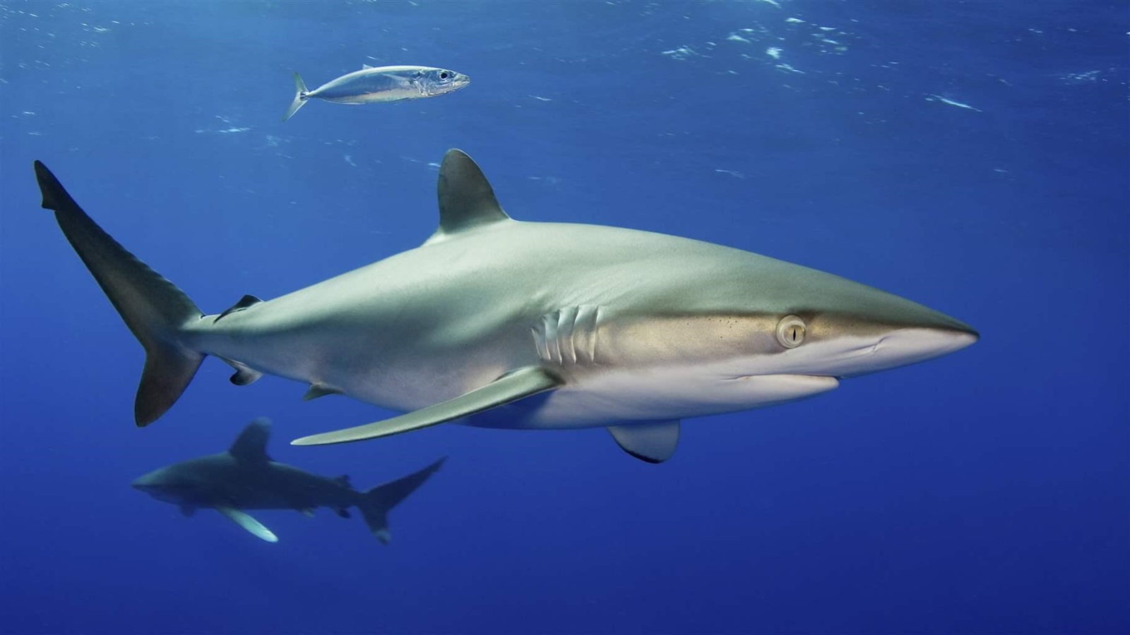 How Shark Sanctuaries Sparked a Conservation Movement | The Pew ...
