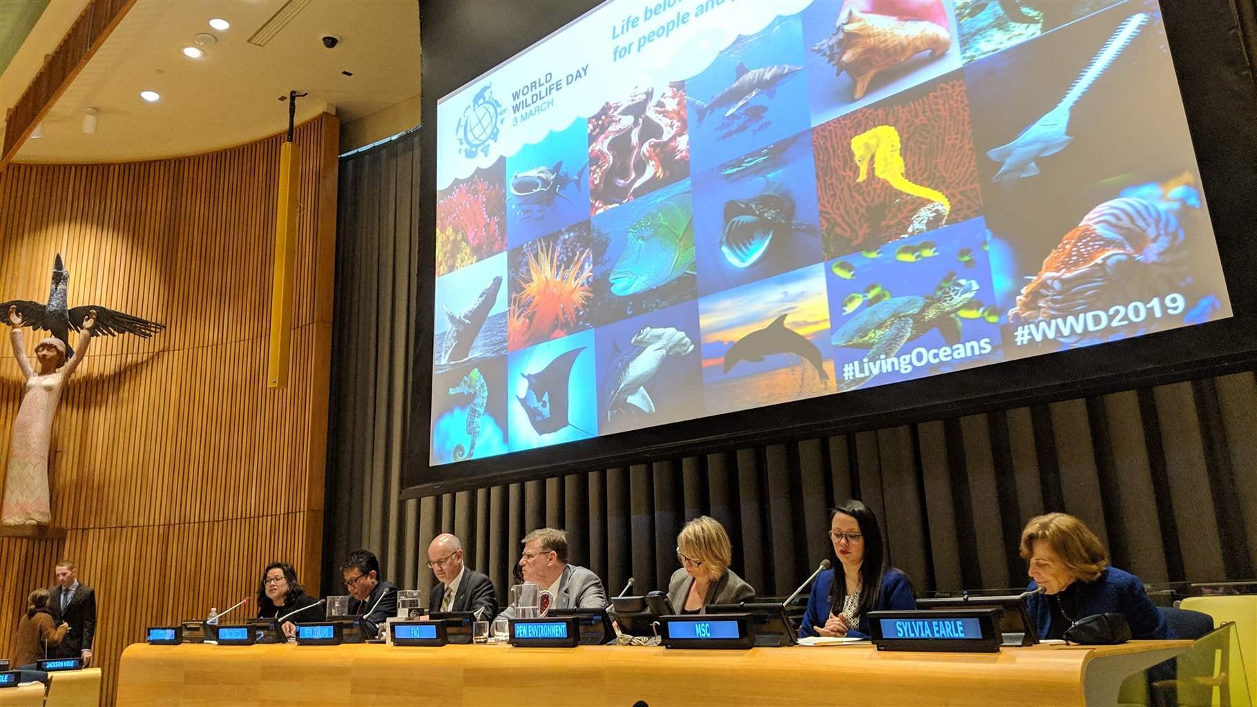 U.N. Events Highlight Shark Conservation Efforts, Progress | The Pew ...