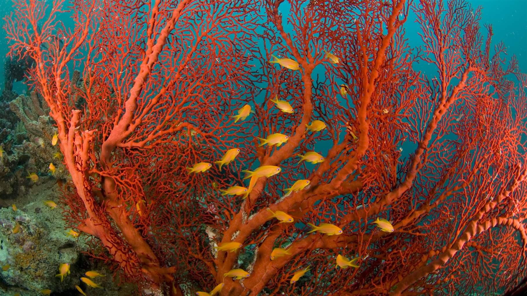 Four Types of Coastal Habitats and Why They Matter | The Pew Charitable ...